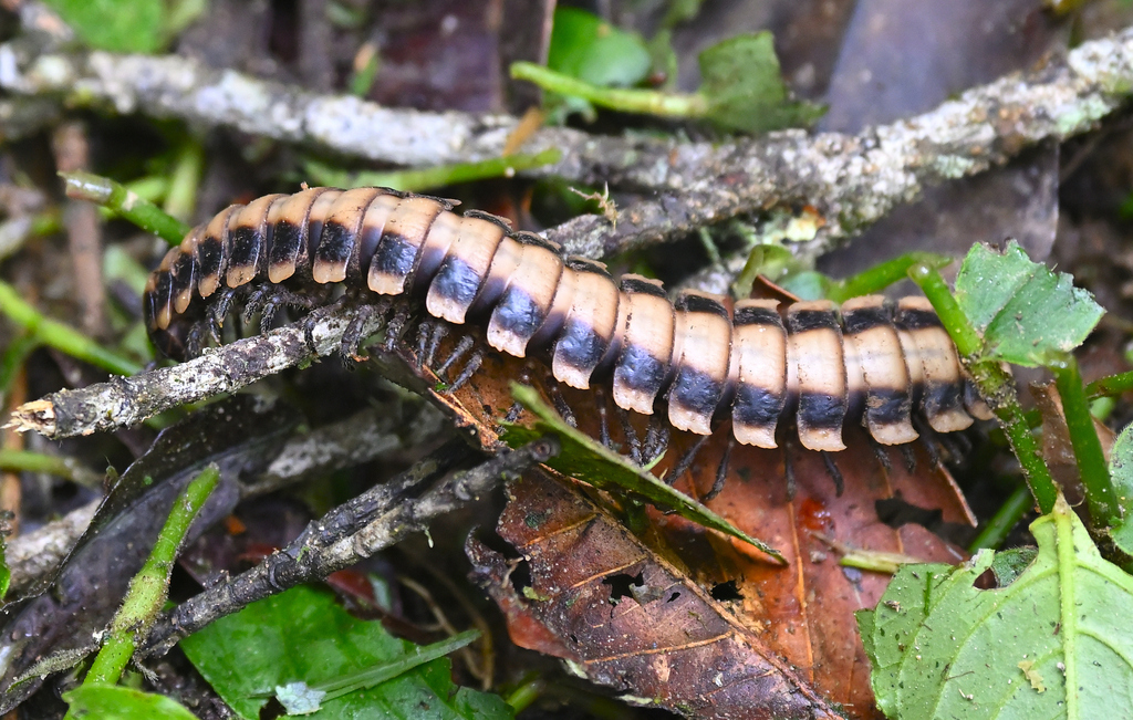 Python Millipede from San José Province, Rivas, Costa Rica on November ...