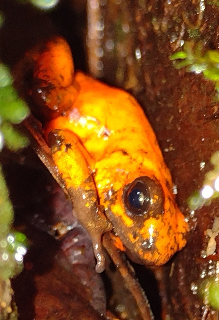 Little Devil Poison Frog in January 2024 by Wilson. Rana naranja ...