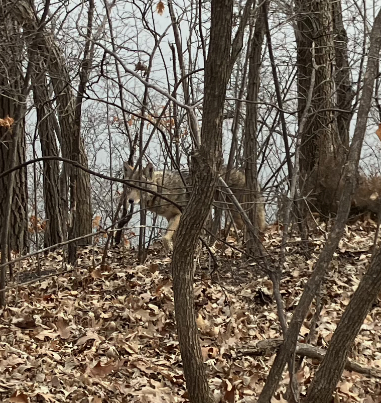 Coyote from Hiawatha, Minneapolis, MN, USA on February 5, 2024 at 02:44 ...