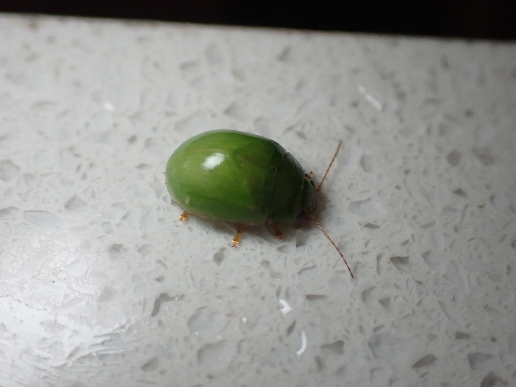 Lilly Pilly leaf beetle from 4 Ronald Ct, Somerville VIC 3912 ...