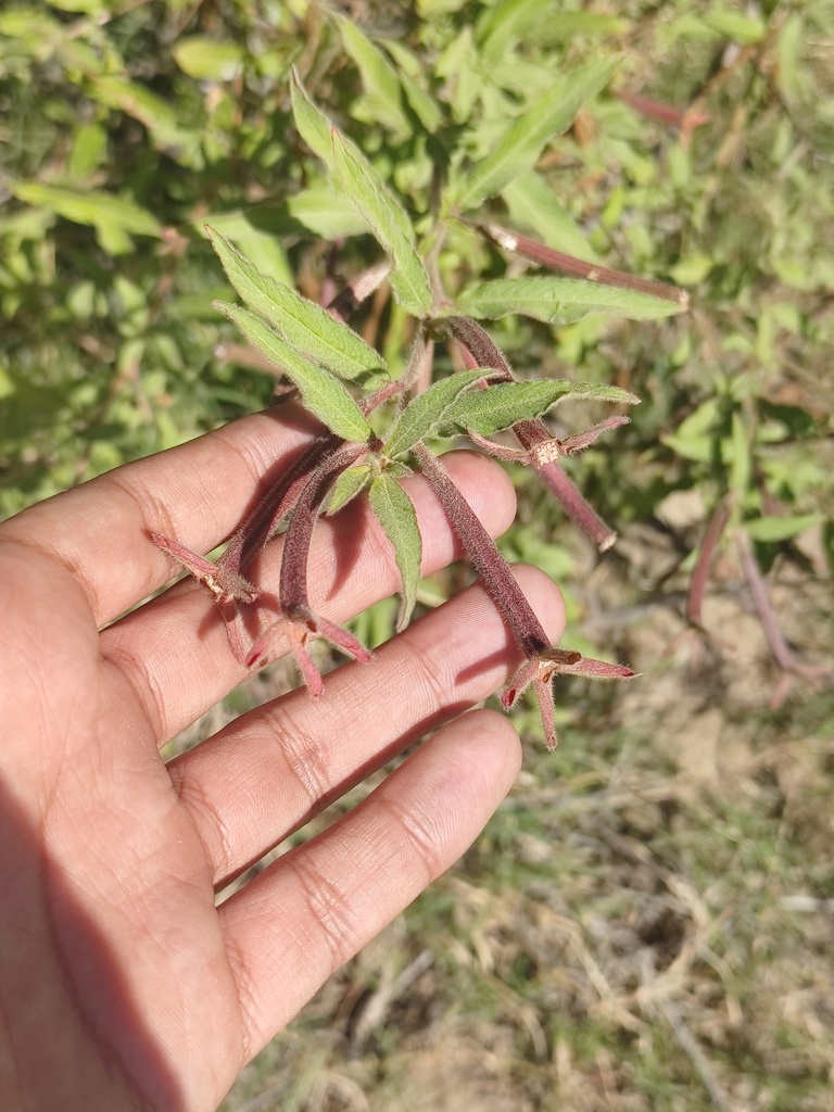 Mexican Primrose-willow from Los Cabos, B.C.S., México on December 26 ...
