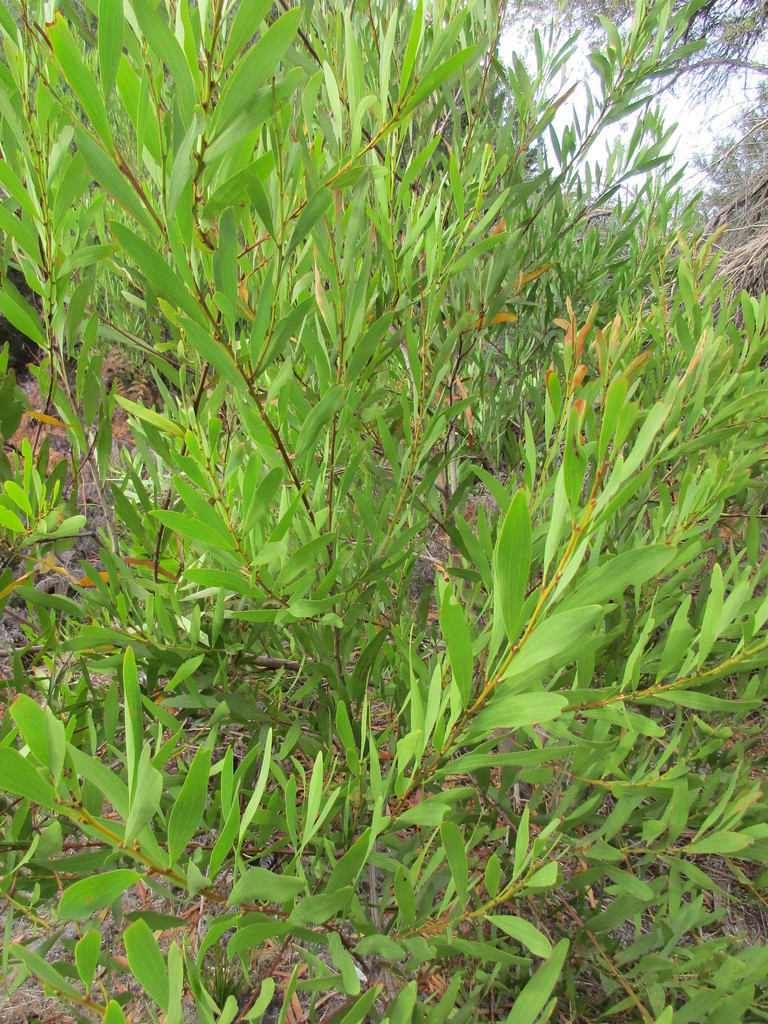 coastal wattle from French Island, Victoria, Australia on April 16 ...
