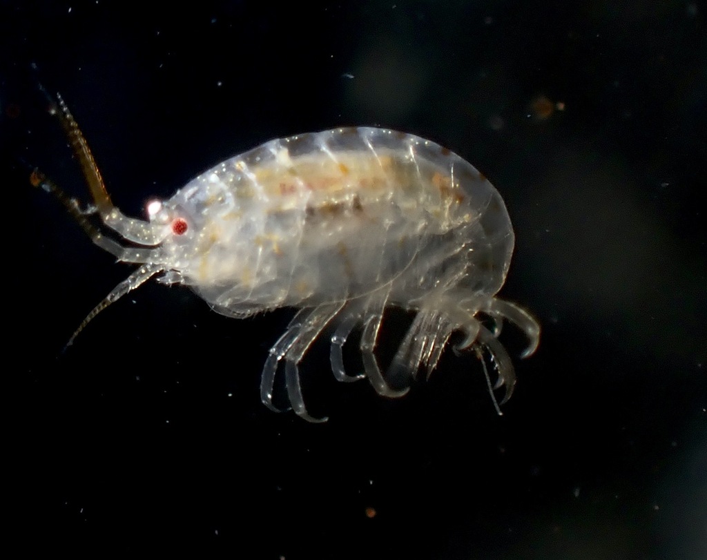 Stenothoidae from Plymouth, England, United Kingdom on February 5, 2024 ...