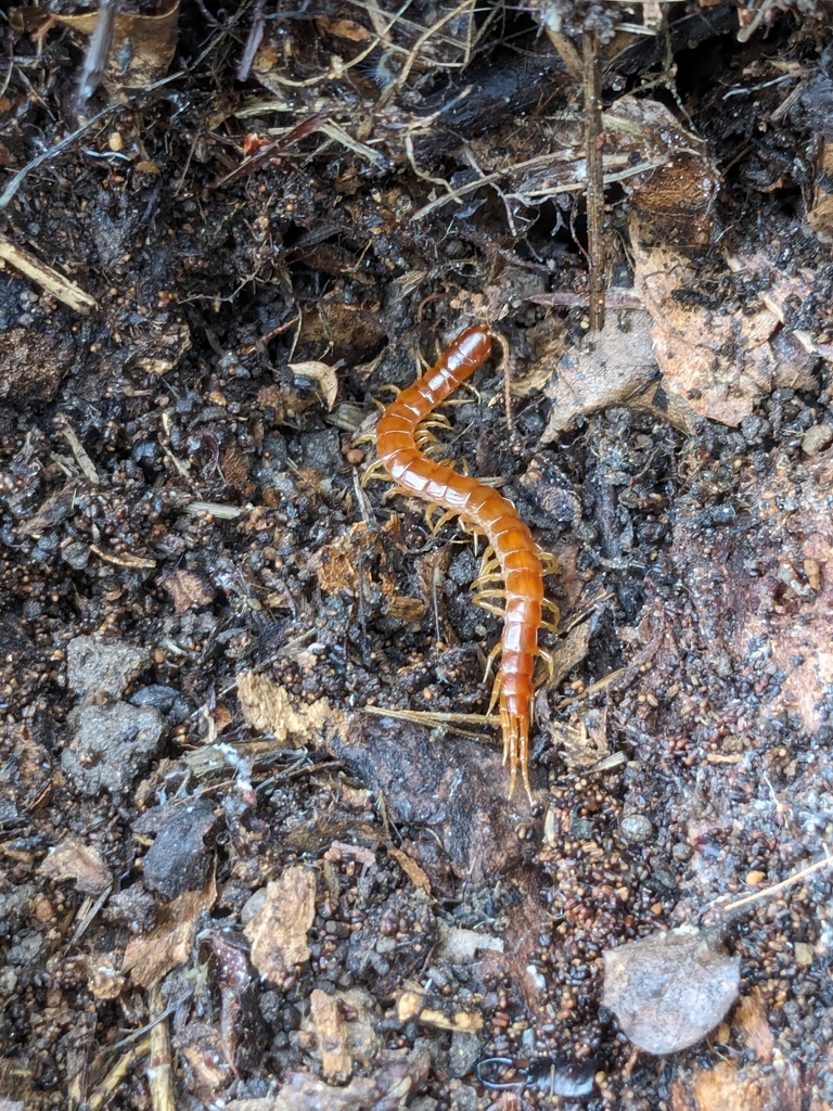 Western Fire Centipede from Tujunga, Los Angeles, CA, USA on February 3 ...