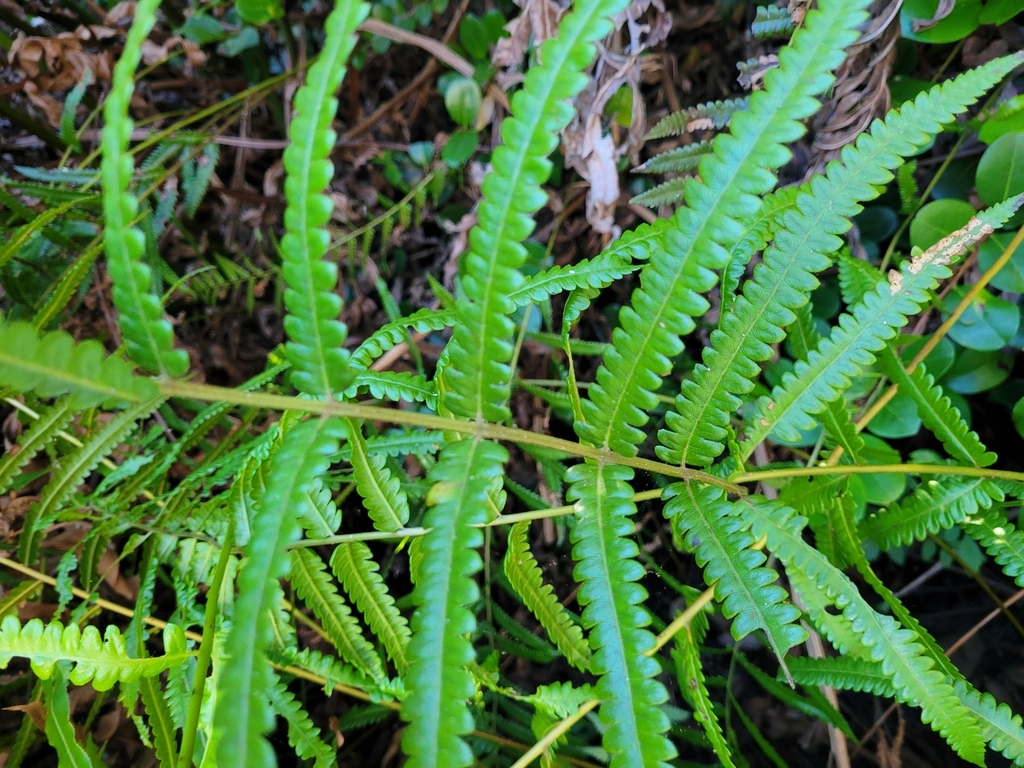 Swamp Shield-fern from Miami-Dade County, FL, USA on February 2, 2024 ...