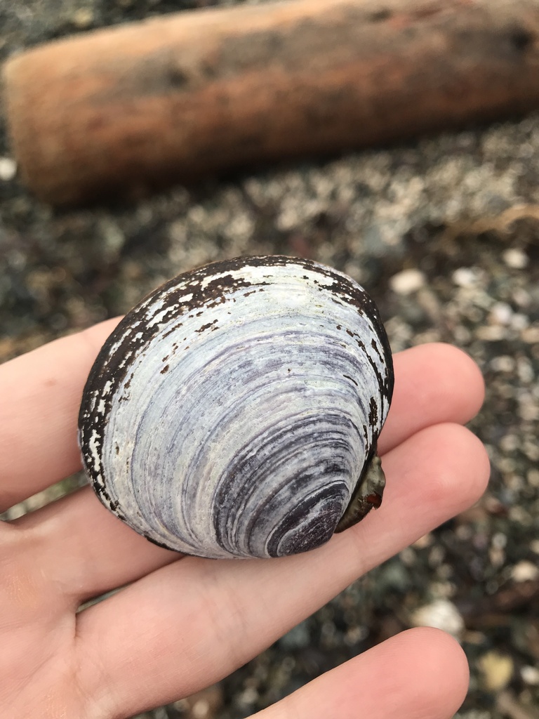 Purple Mahogany Clam from Chalet Rd, North Saanich, BC, CA on February ...