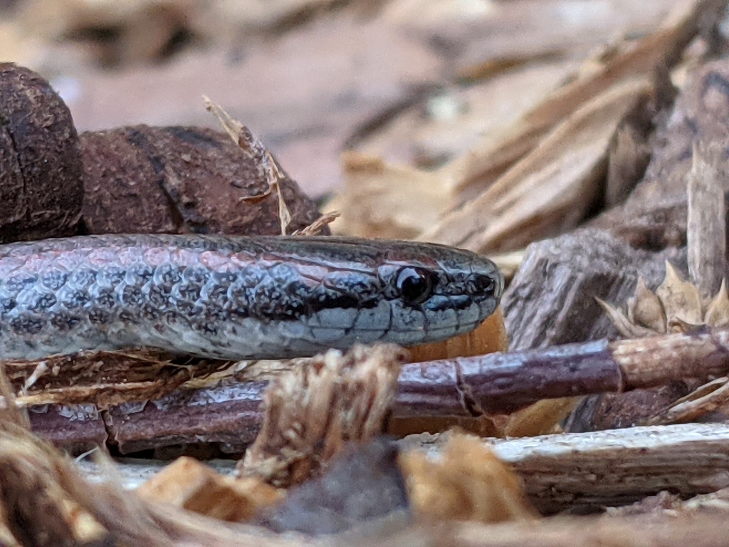 Sharp-tailed Snake in June 2021 by Shaun Case · iNaturalist United Kingdom