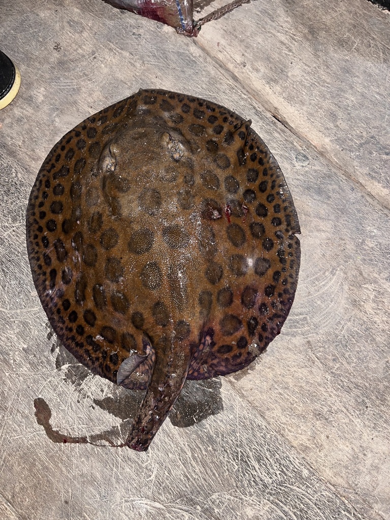river rays from Tena, Napo, EC on January 26, 2024 at 10:57 PM by ...