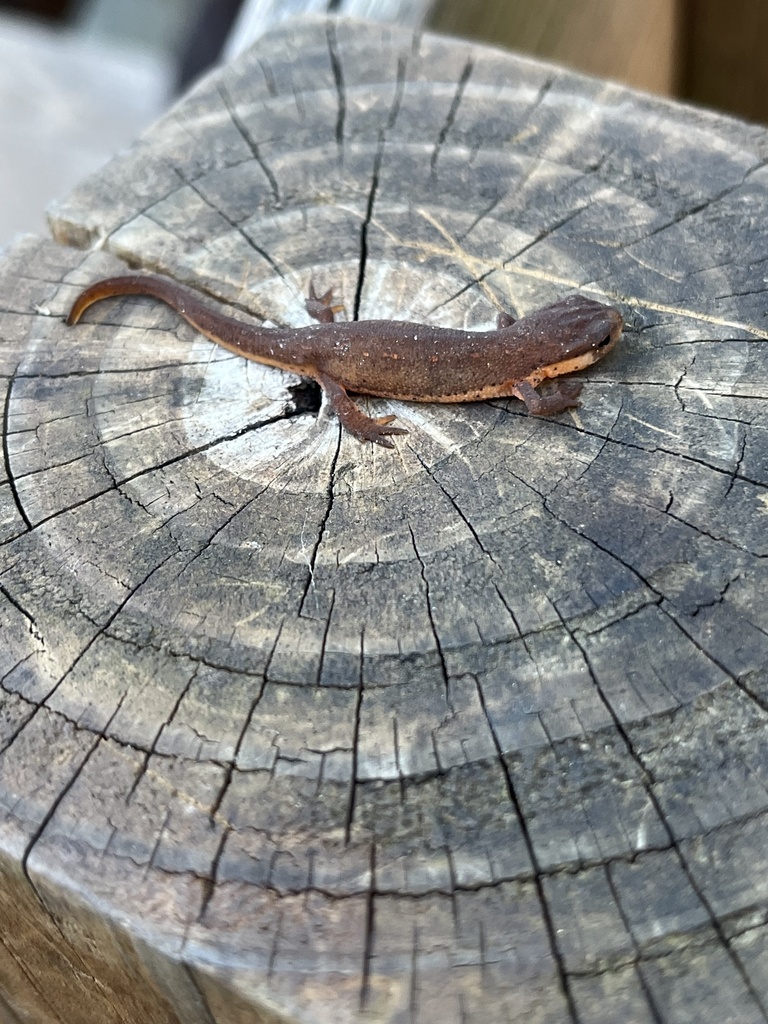 Central Newt from Sandy Creek Rd, Garwood, TX, US on February 5, 2024 ...