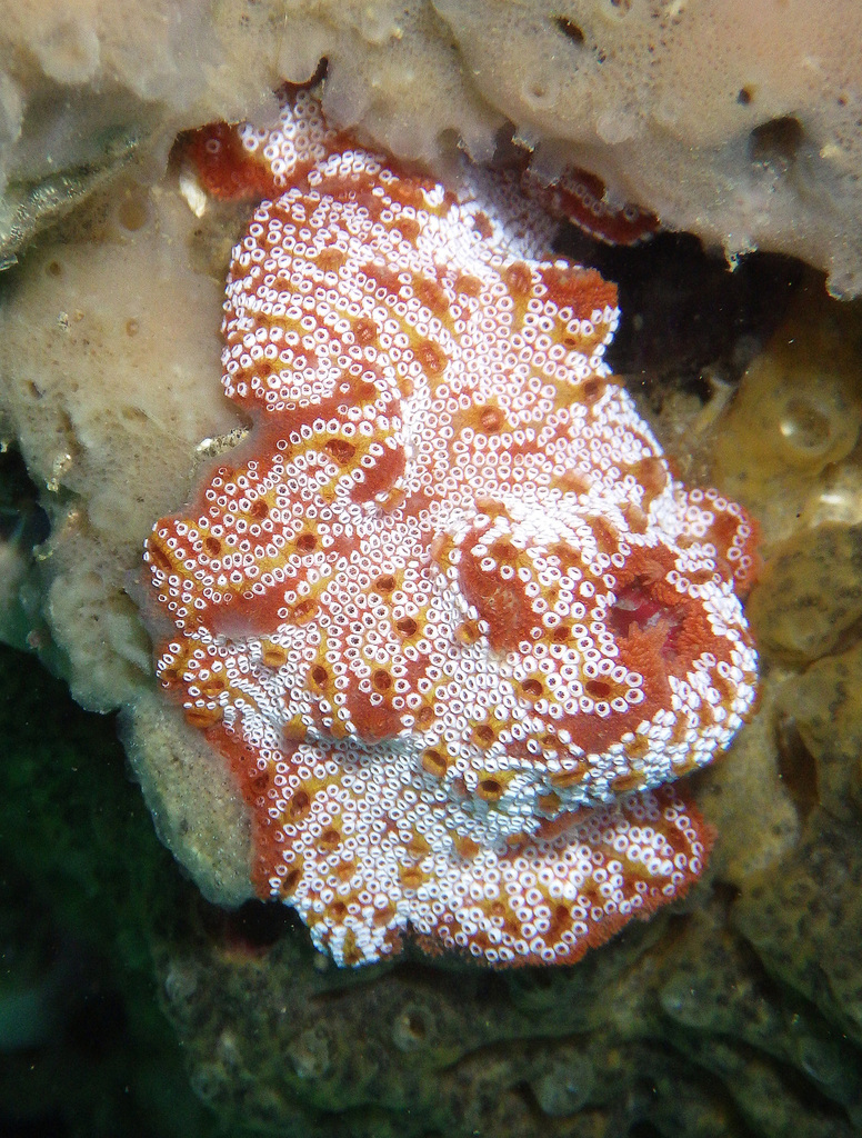 Botrylloides from Coffs Harbour NSW 2450, Australia on August 14, 2015 ...