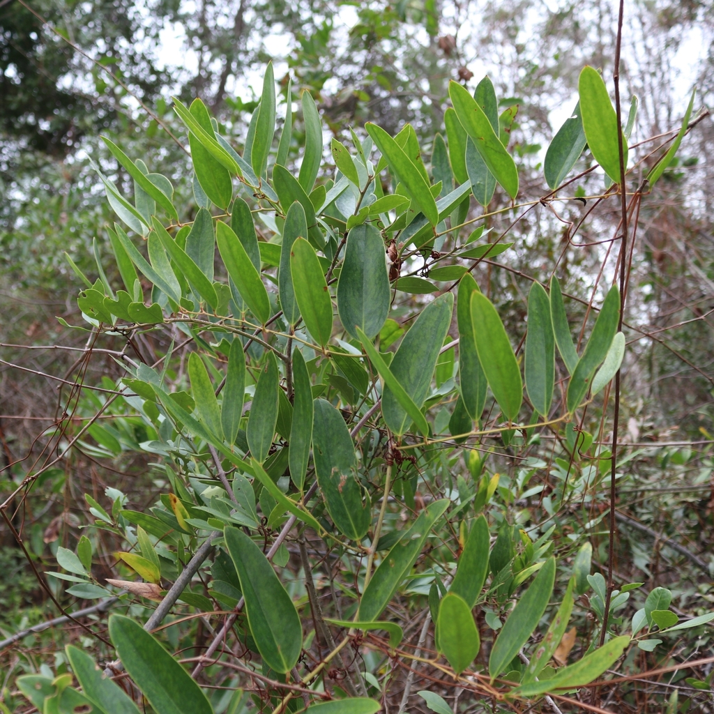 laurel-leaf greenbrier from Catman Road Trail, Orange Beach, AL 36561 ...