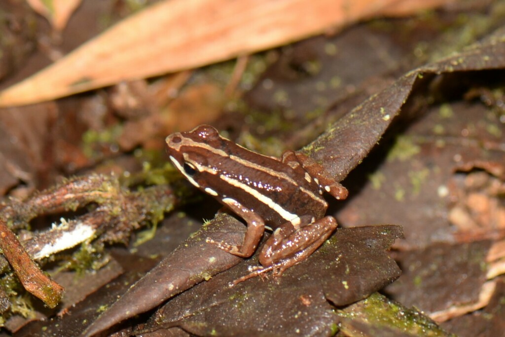 Anthony's Poison Arrow Frog in January 2024 by jan_ohlson. Epipedobates ...