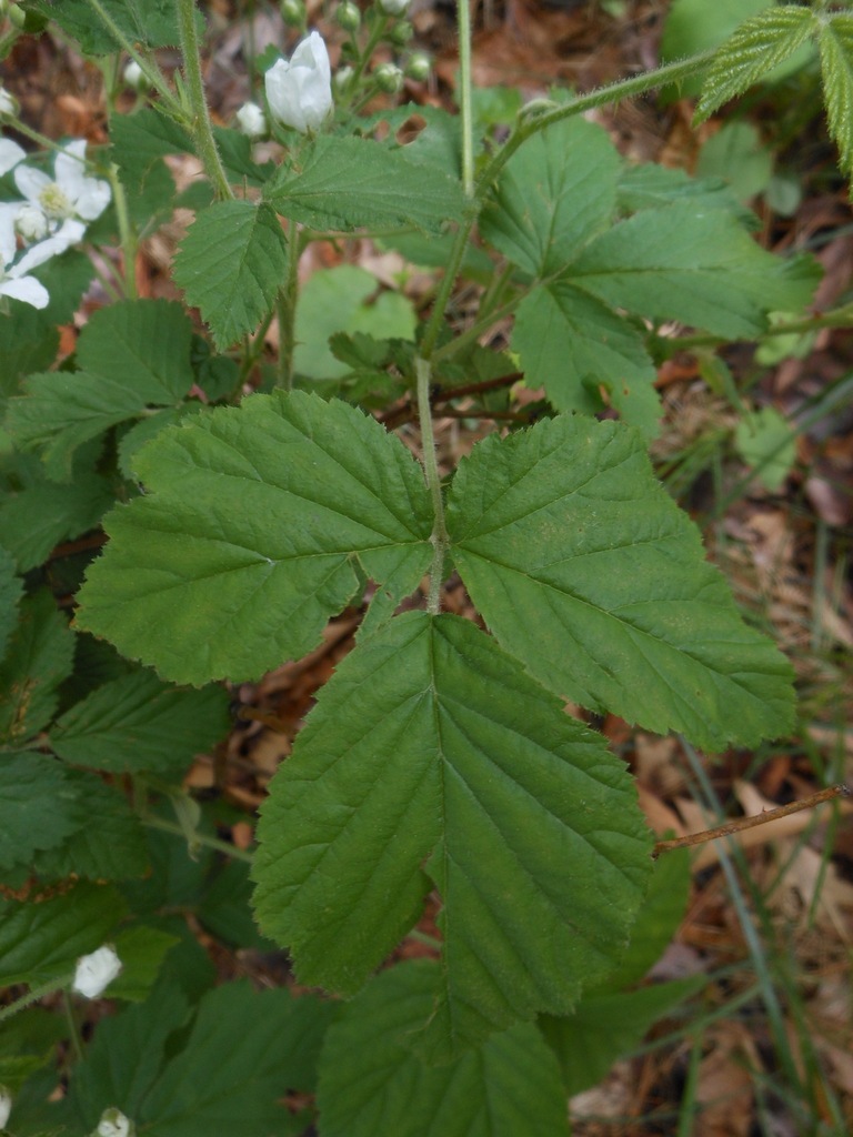 American red raspberry (Plants of Eleven Mile State Park) · iNaturalist