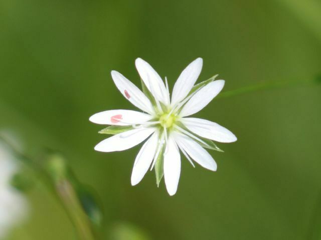 lesser stitchwort from Ward Pound Ridge Res. Westchester, NY, USA on ...