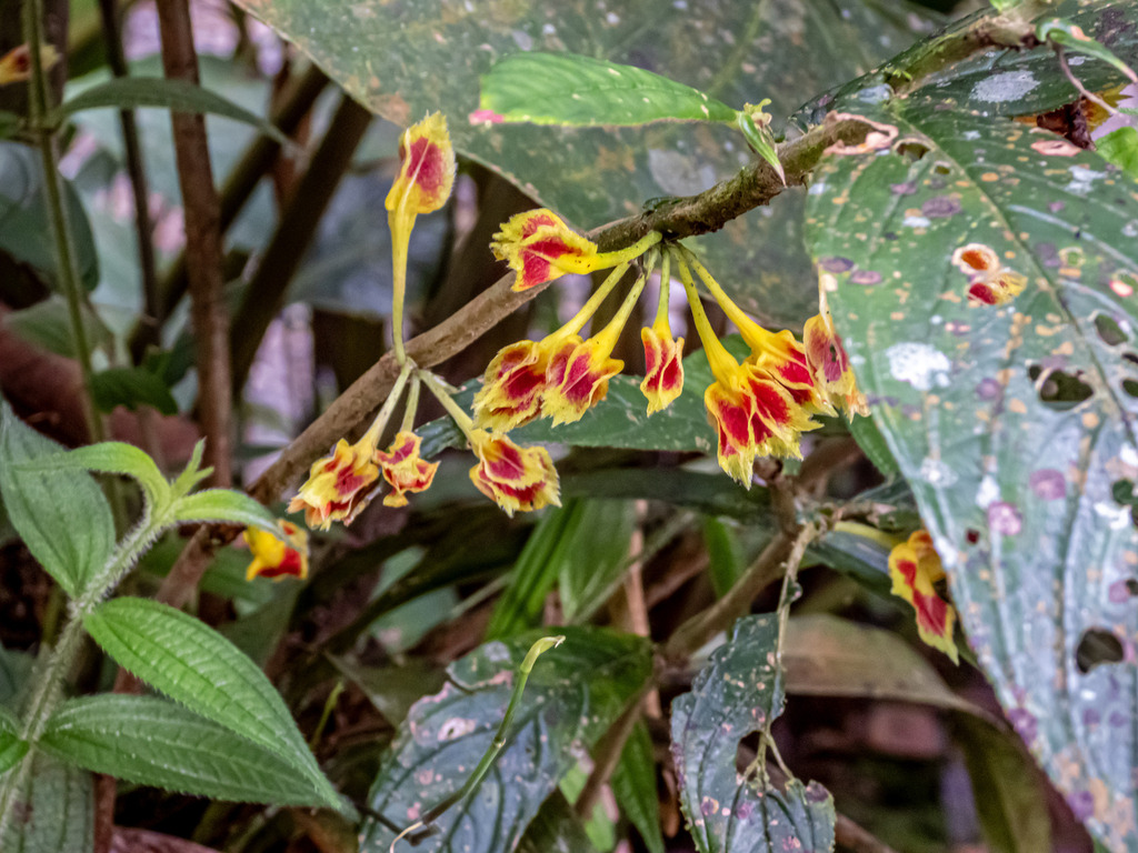 (Columnea floribunda) - Botanical Realm
