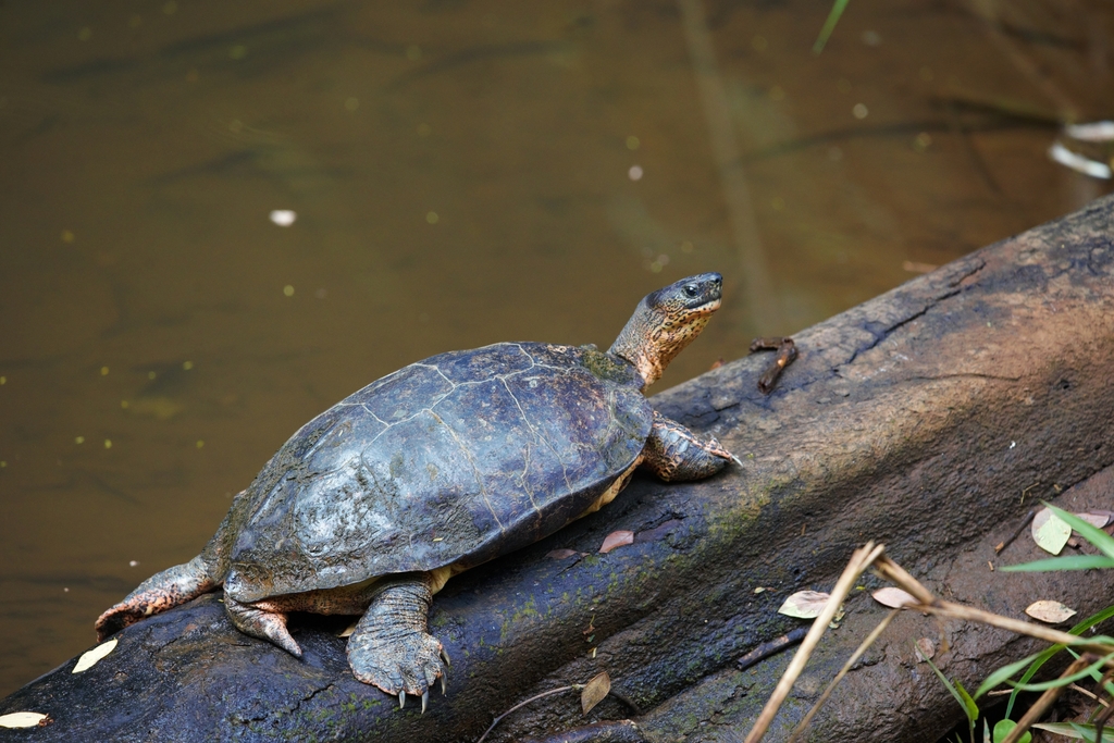 Black River Turtle in February 2024 by pattabi · iNaturalist