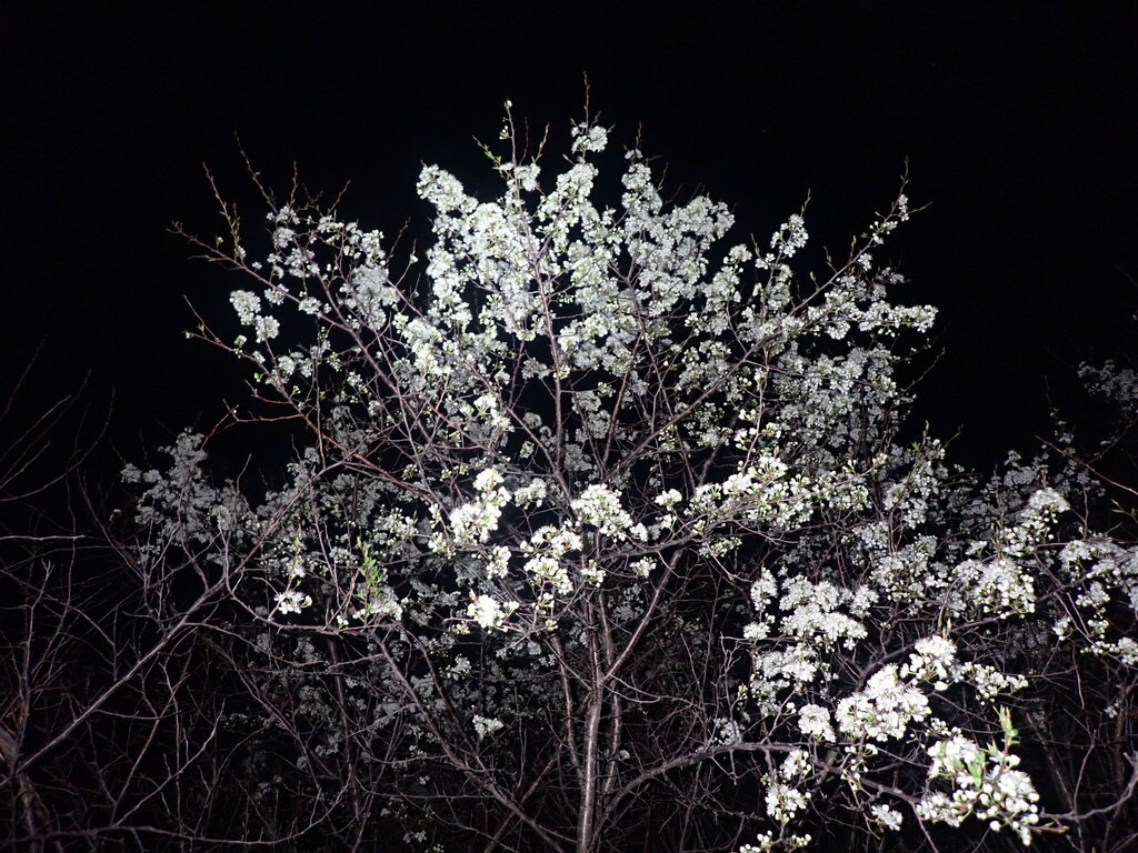 American plum in May 2022 by Angus Mossman. after dark in remnant sand ...