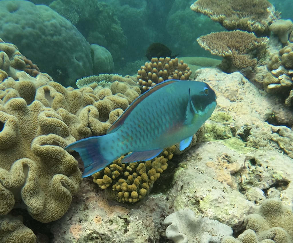 Steephead Parrotfish from Coral Sea, Cape Tribulation, QLD, AU on July ...