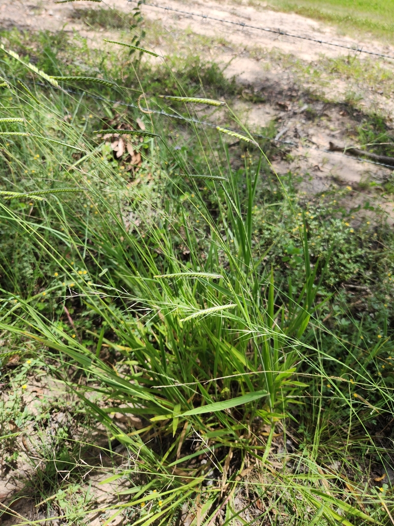 spreading liverseed grass from Maryborough-Hervey Bay Road at Noble ...