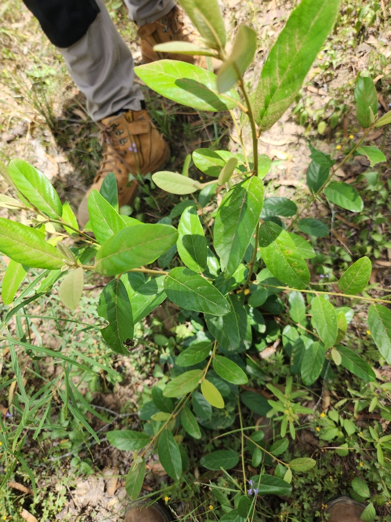 Red Ash from Hervey Bay - Pt B, AU-QL, AU on January 25, 2024 at 11:20 ...