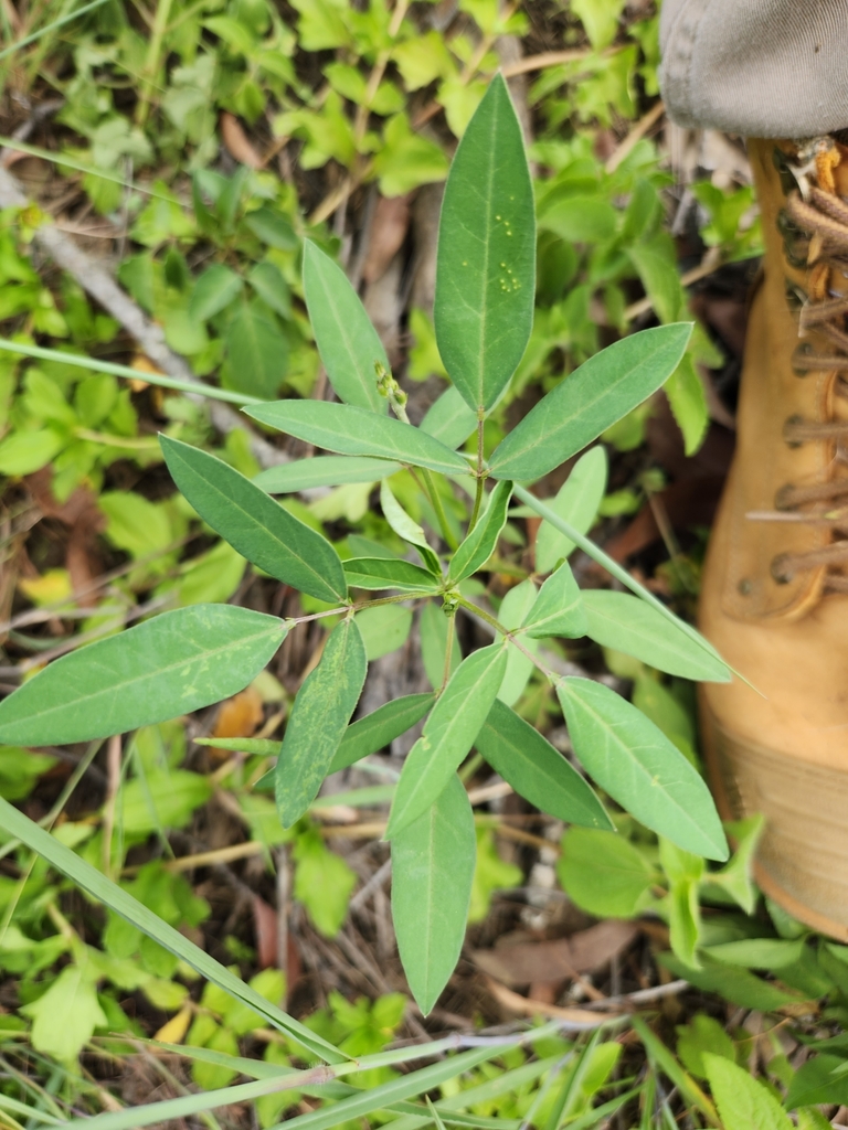 Phasey Bean from Susan River QLD 4655, Australia on January 25, 2024 at ...