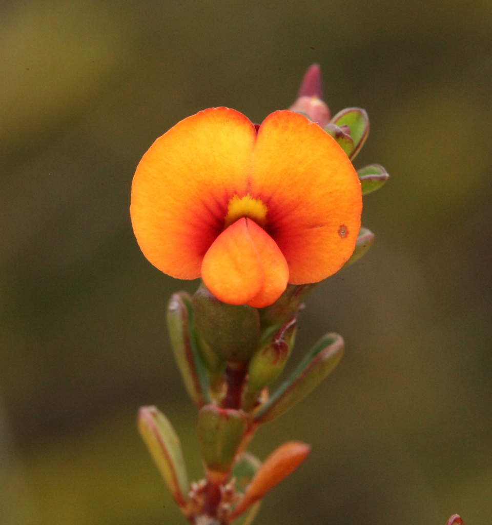 Eutaxia cuneata from Wellstead WA 6328, Australia on August 30, 2017 at ...