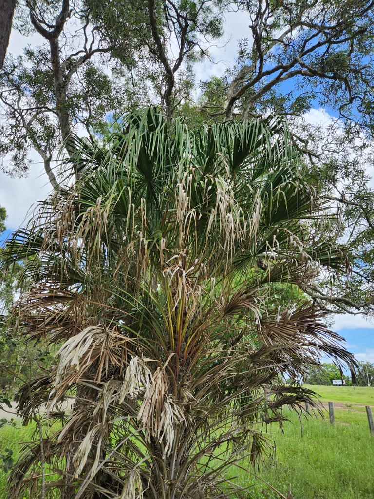 Ribbon Fan Palm from Hervey Bay - Pt B, AU-QL, AU on January 25, 2024 ...