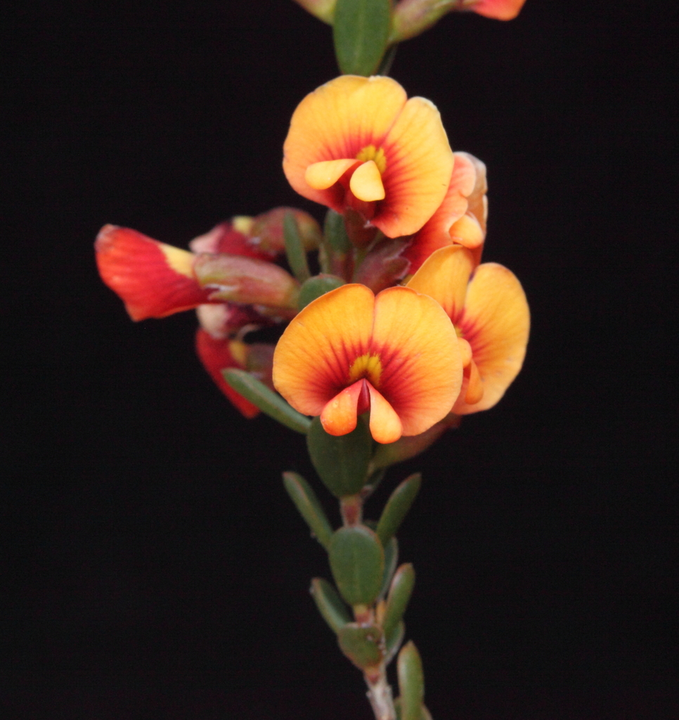 Eutaxia cuneata from Ravensthorpe WA 6346, Australia on September 03 ...