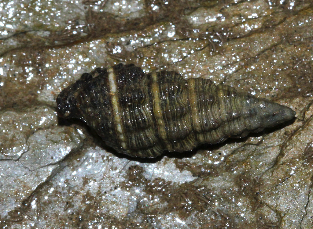 Australian Mud Whelk from Urunga NSW 2455, Australia on June 20, 2015 ...