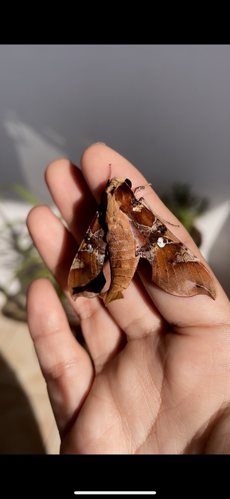 Falcifera Sphinx Moth from Puerto Rico, Yauco, Puerto Rico, US on ...