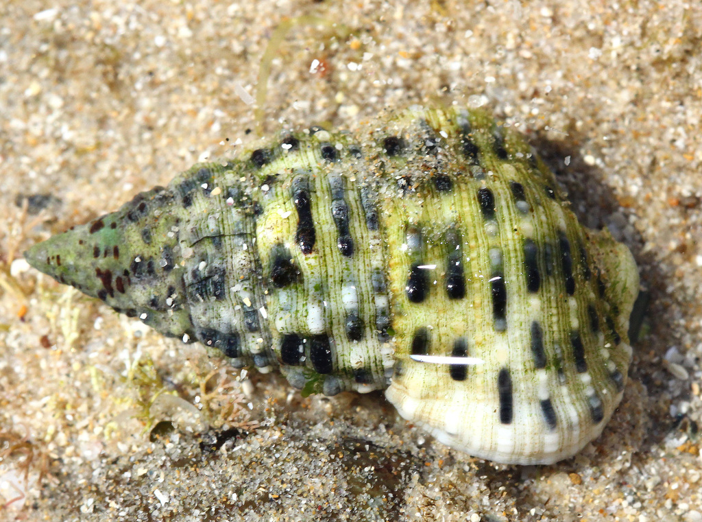 Clypeomorus petrosa from Diggers Camp NSW 2462, Australia on August 8 ...
