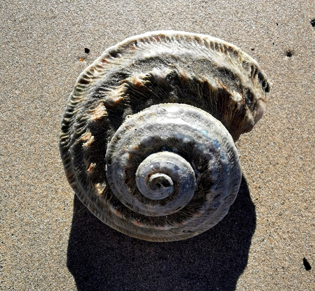 Rough turban shell from Perth WA, Australia on February 6, 2024 at 07: ...