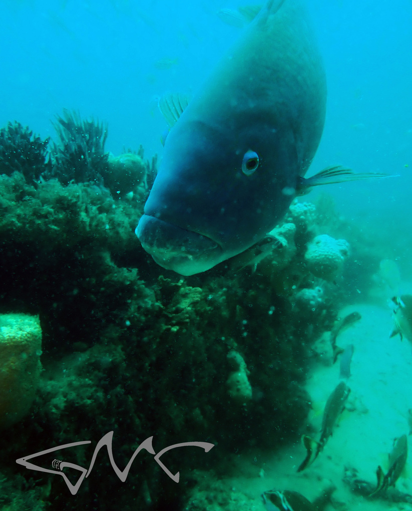Eastern Blue Groper from Little Beach Dive site on January 31, 2024 at ...