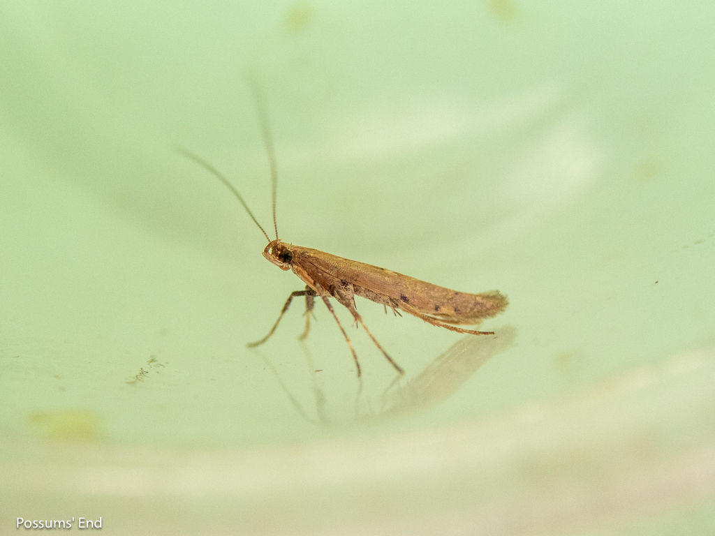 Caloptilia linearis from Ataahua 7672, New Zealand on January 31, 2024 ...