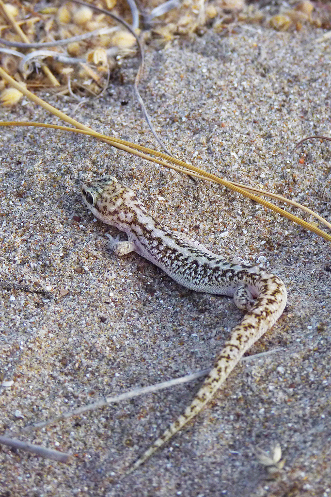 Darwin's Marked Gecko from San Antonio, Río Negro, Argentina on January ...