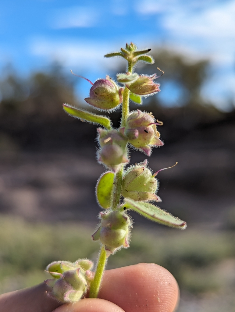Deep Canyon snapdragon from 23890 B.C.S., México on February 5, 2024 at ...