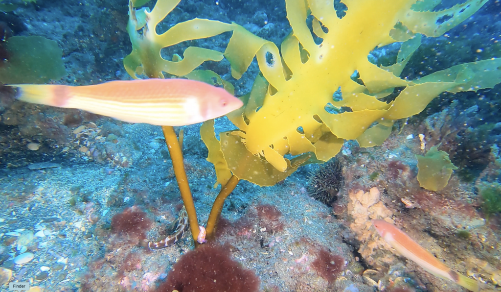 Common Kelp in January 2024 by Karen Pratt. Snips taken off video ...