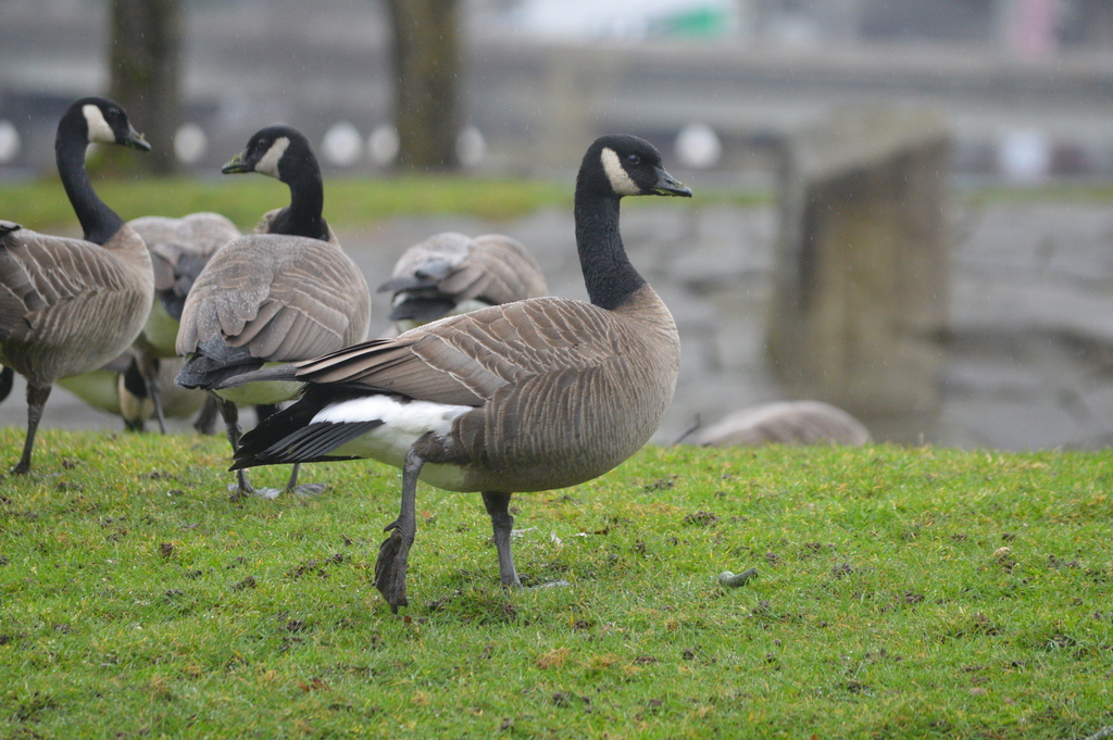 Cackling Goose from Old Town, Portland, OR, USA on February 5, 2024 at ...
