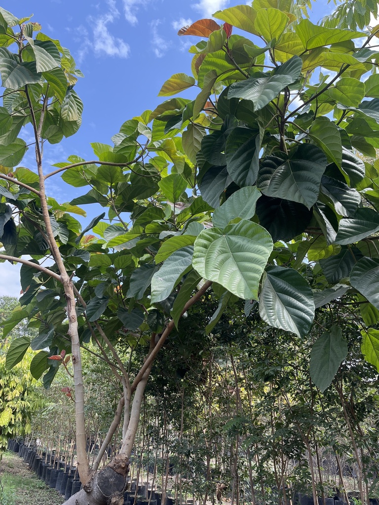 Roxburgh fig from Calle Beit Mellat, Yautepec de Zaragoza, Mor., MX on ...