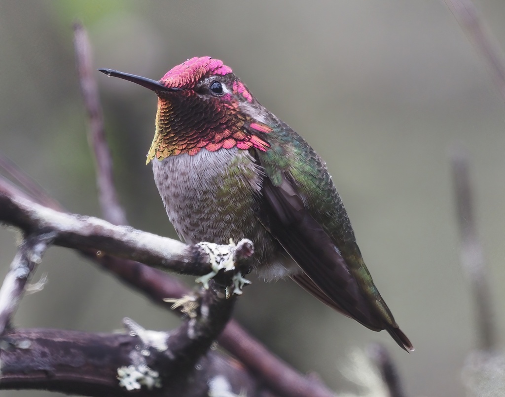 Anna's Hummingbird from Santa Cruz County, CA, USA on February 5, 2024 ...