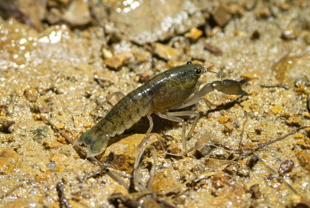 Common Yabby from Nabiac NSW 2312, Australia on June 13, 2021 at 07:49 ...