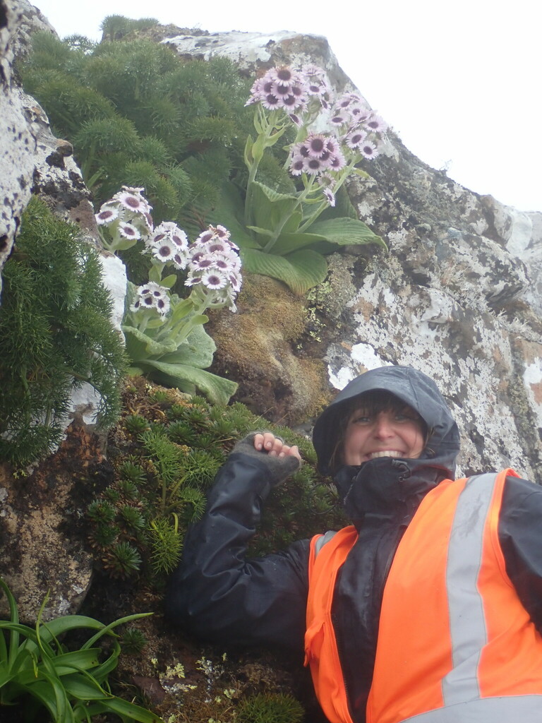 Campbell Island Daisy in January 2023 by Alex Fergus · iNaturalist