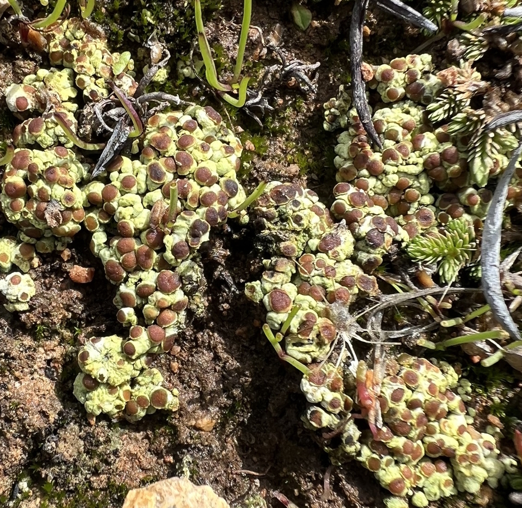 Soil Paint Lichen from Lake Murray, San Diego, CA, USA on February 3 ...
