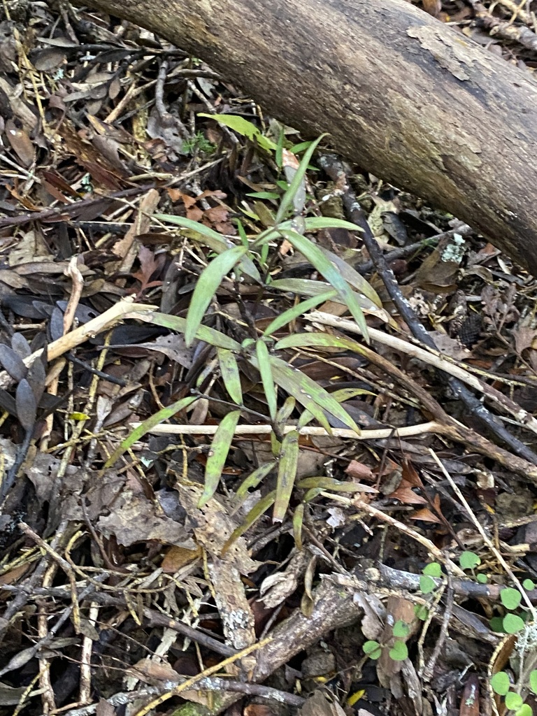 Kauri from Mangawhai, New Zealand on January 08, 2024 at 04:50 PM by ...