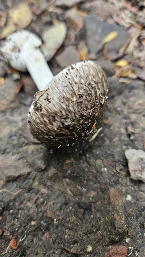 Marbled Death Cap from Colo Heights NSW 2756, Australia on January 26 ...