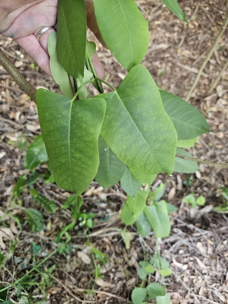 Moth Vine from Highvale QLD 4520, Australia on February 6, 2024 at 12: ...