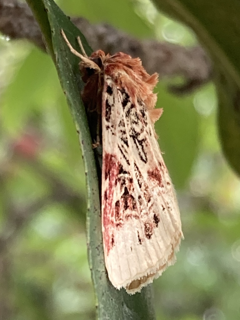 Lily Caterpillar Moth in February 2024 by Christine Rand. On Photinia ...