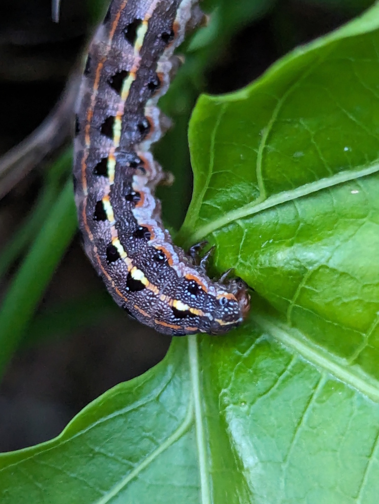 Oriental leafworm moth in February 2024 by RattyExplores. Feeding on Passiflora edulis · iNaturalist