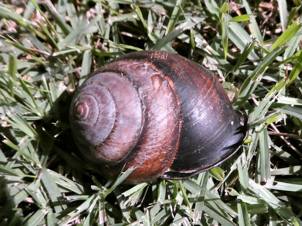 Fraser's Banded Snail from Landsborough QLD 4550, Australia on February ...