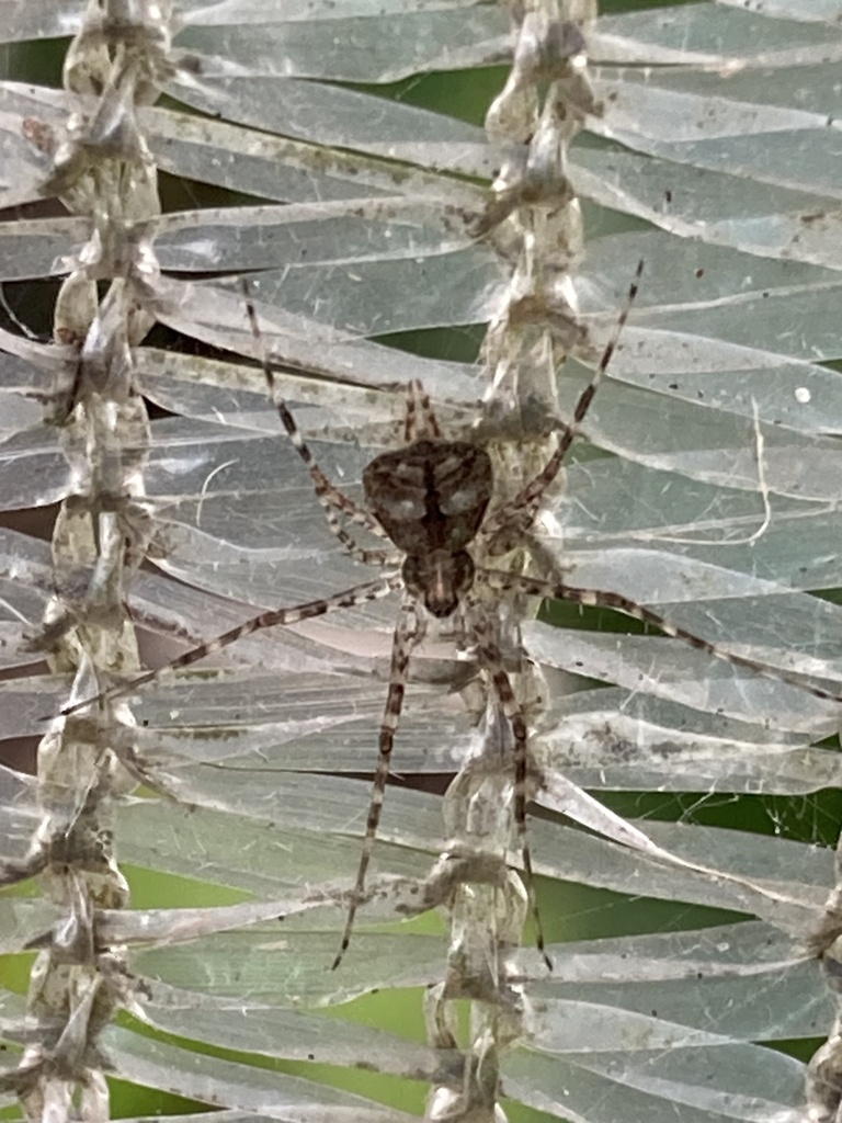 Brisbane's Two-tailed Spider in February 2024 by Christine Rand. On ...